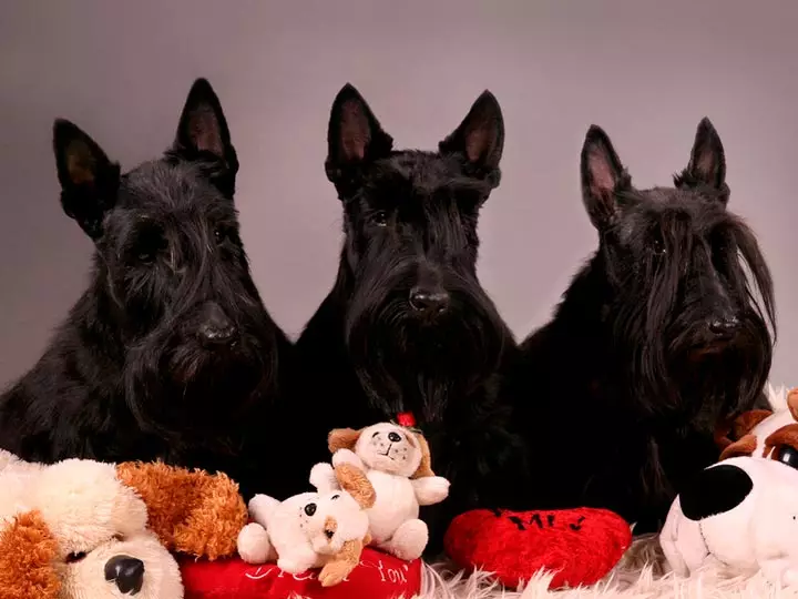 Scottish Terrier (Scottish Terrier): paglalarawan ng lahi na may mga larawan at video 4960_6