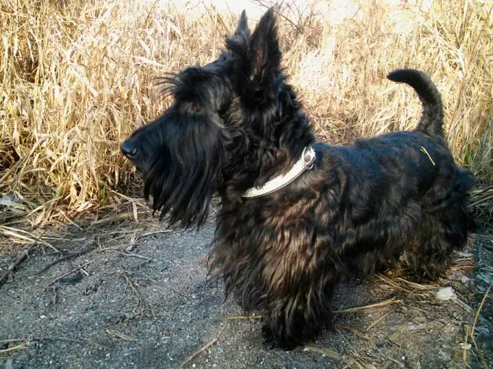 Scottish Terrier (Scottish Terrier): beskrivelse af racen med fotos og videoer 4960_7