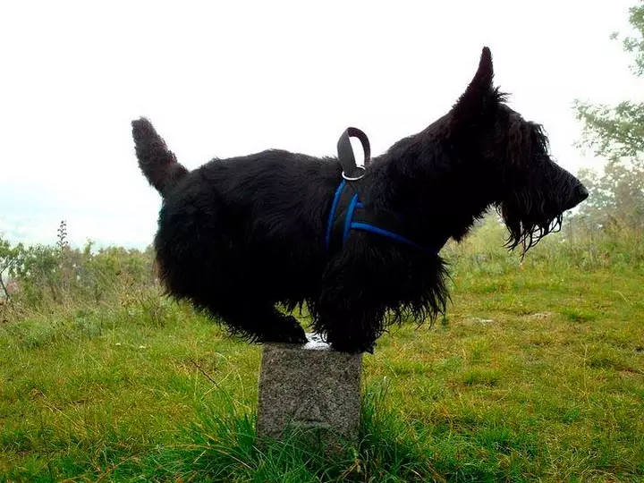 Inzitizi ya Scottish (Terrier Scottish): ibisobanuro byubwoko hamwe namafoto na videwo 4960_8