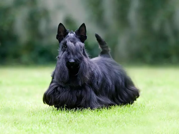 Scottish Terrier (Scottish Terrier): penerangan mengenai keturunan dengan foto dan video 4960_9