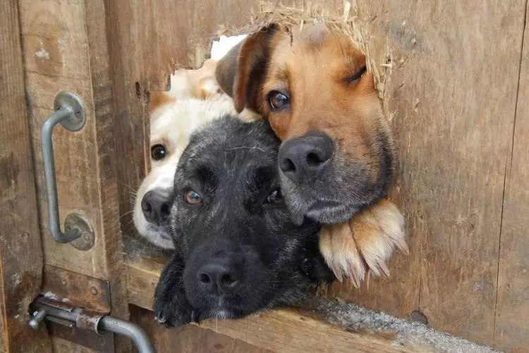 Τα 10 καλύτερα σκυλιά φύλαξης στον κόσμο με φωτογραφίες και ονόματα