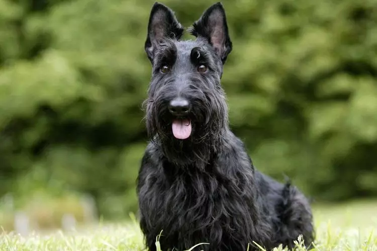 Scotland terrier