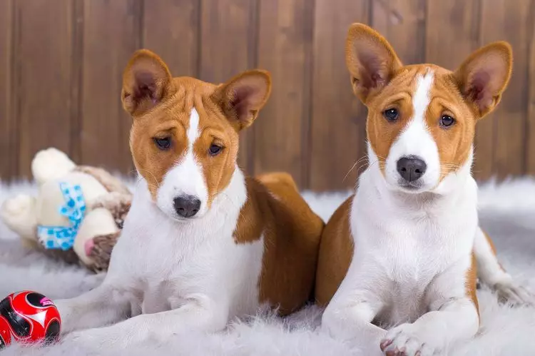 Basenji