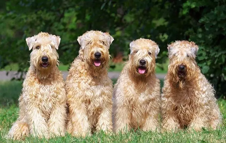 Irish Soft Rufi Wheaten Terrier