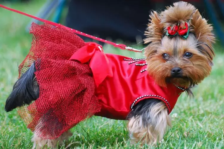 Yorkshire Terrier