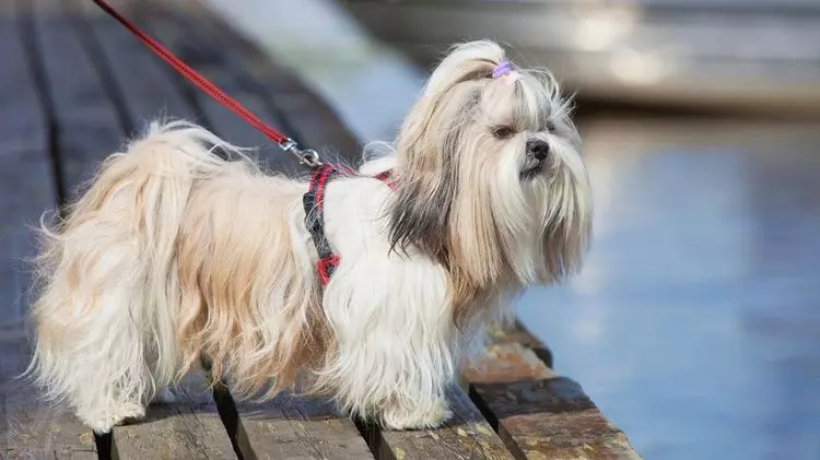 Shih tzu