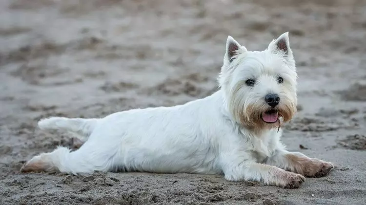 Kumadokero Highland White Terrier