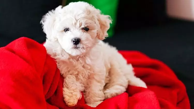 Bichon Frise