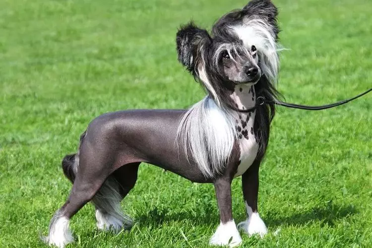 Chinese Crested