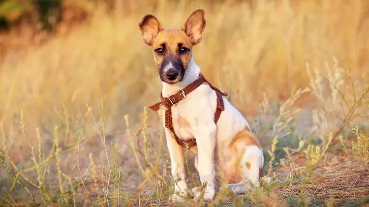 Fox terrier