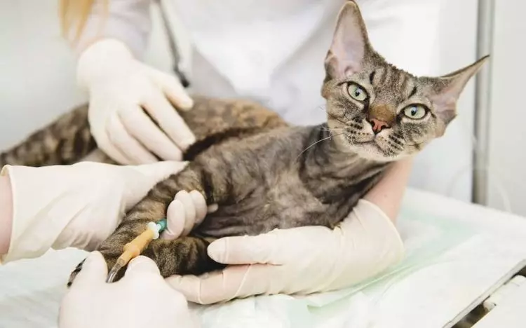 Cat at the vet