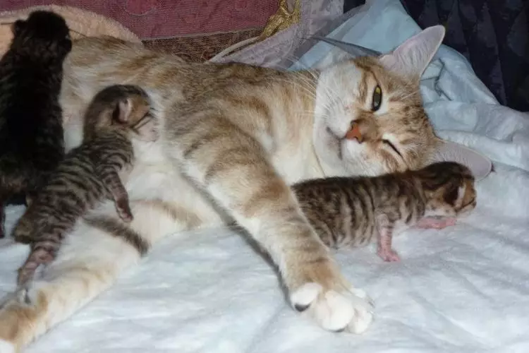 Cat with newborn kittens