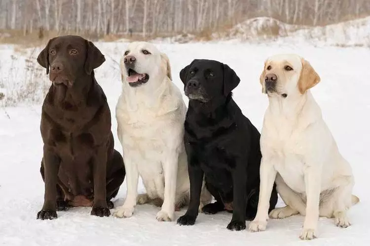 Perros perdigueros de labrador