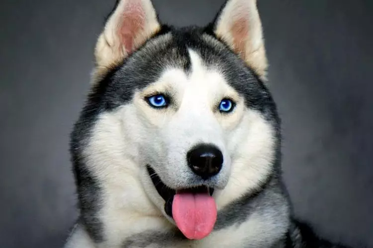 Husky