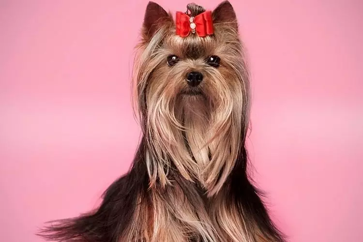 Yorkshire terrier