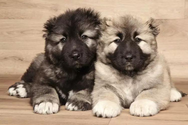 Caucasian Shepherd Puppies