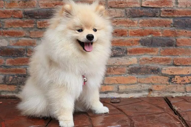 Pomeranian