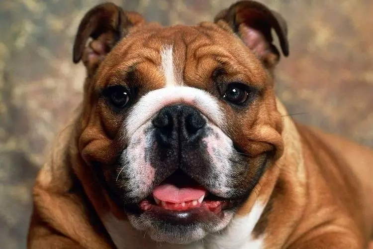 İngilis bulldog