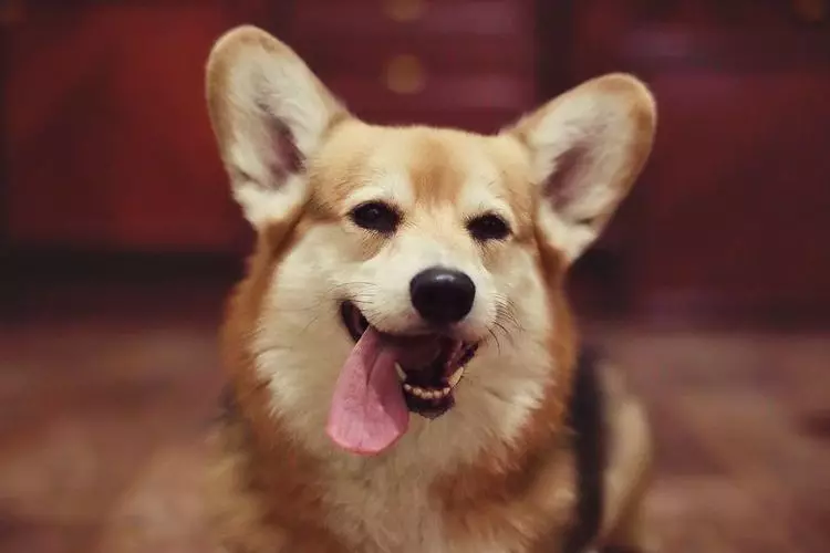 Uels corgi