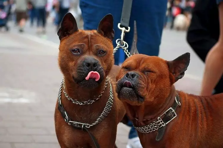 גזעי הכלבים הנדירים ביותר עם תמונות ושמות | 10 המובילים