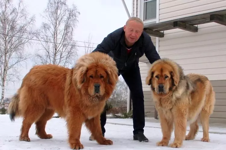 Mastiffs Tibéidis