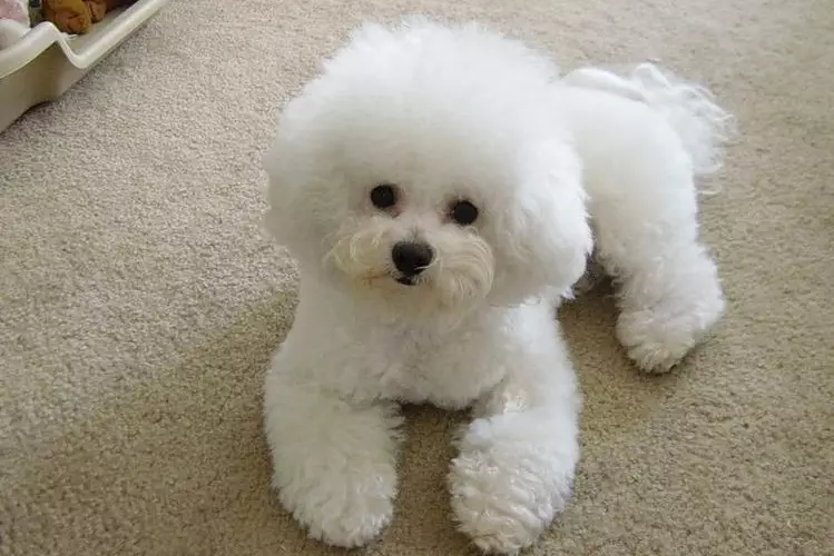 Lyon Bichon