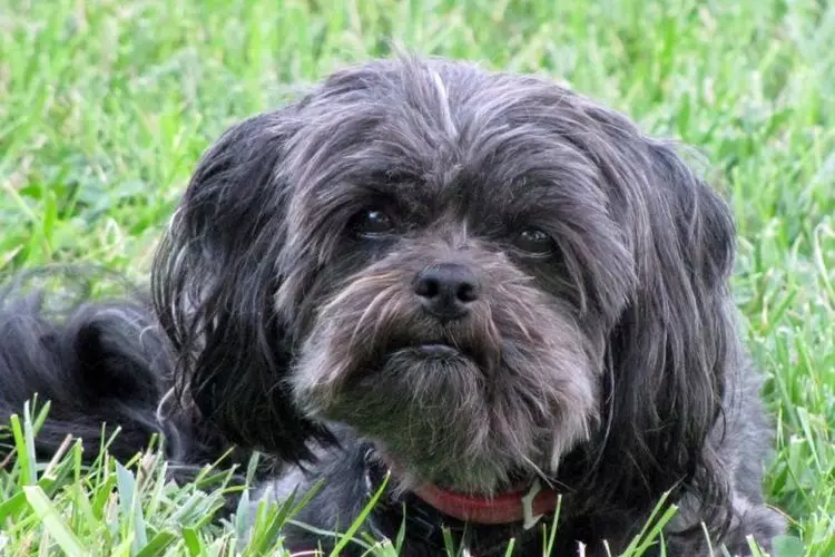 Affenpinscher