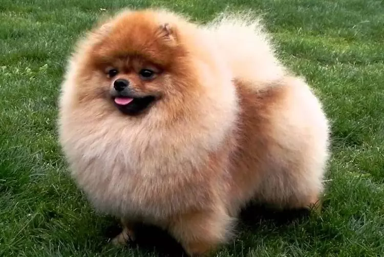 Pomeranian