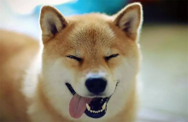 Akita Inu