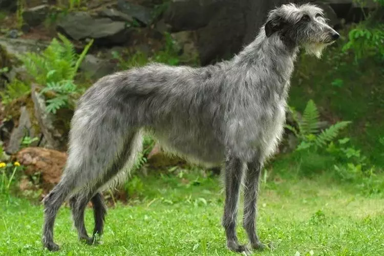 Deerhound stands on the grass