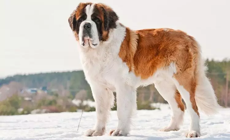 Great St Bernard ngadeg