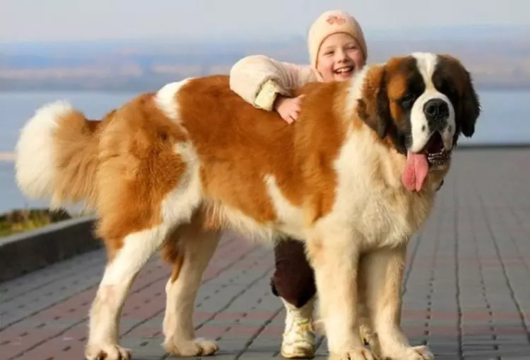 Kız St. Bernard'a sarılıyor