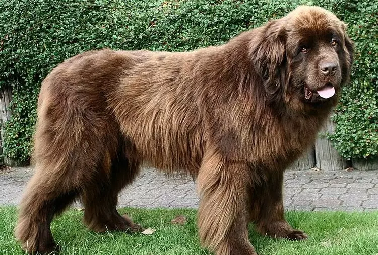 Newfoundland çimenlerin üzerinde duruyor