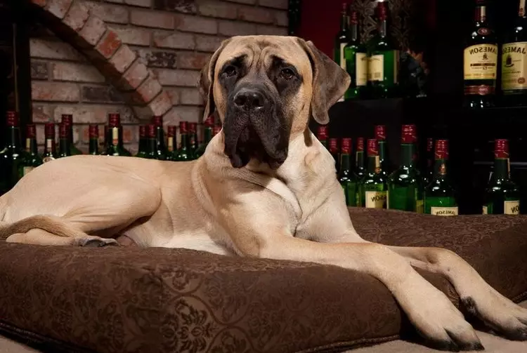 English mastiff lies on a pillow by the fireplace