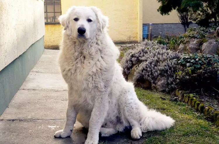 Bahçede oturan Macar kuvasz