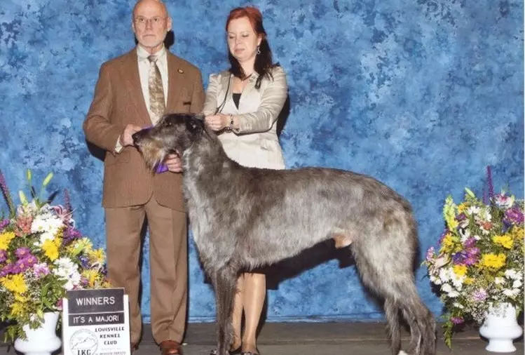 Deerhound a l'exposició