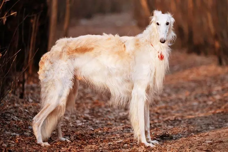 Russian greyhound with white wool