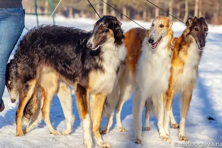 Russian greyhounds on a leash