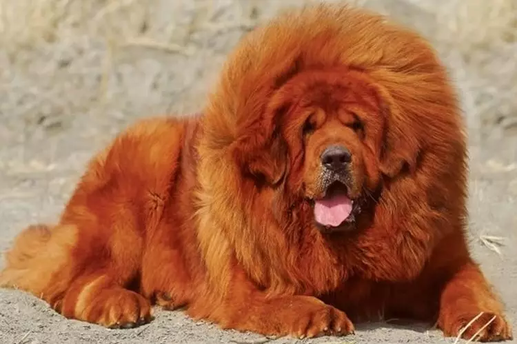 Tibet mastiff