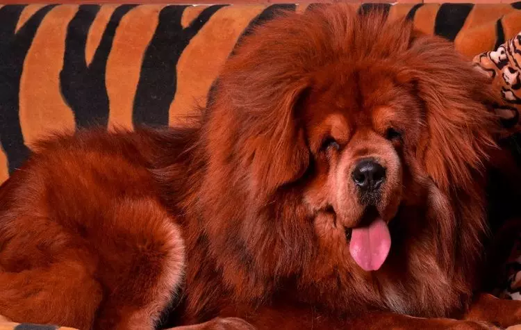 Tibetan mastiff