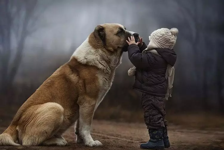 Child and Alabai in the forest