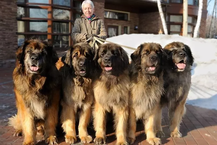 Leonberger tutan kadın