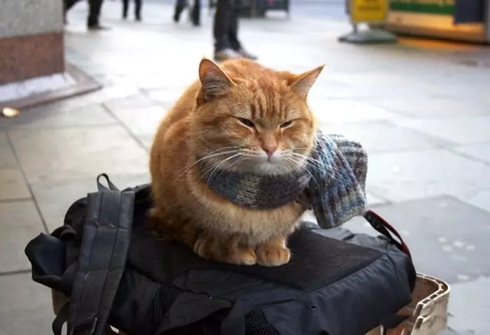 gato perdido