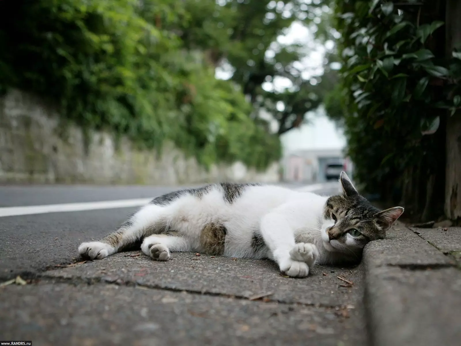 mencari kucing yang hilang