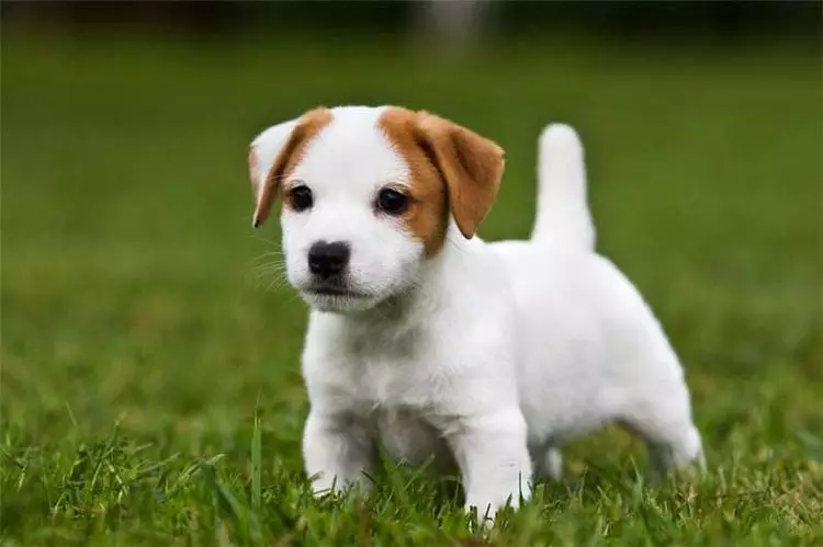 Cucciolo di Jack Russell Terrier