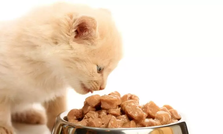 Kitten eet uit een kom