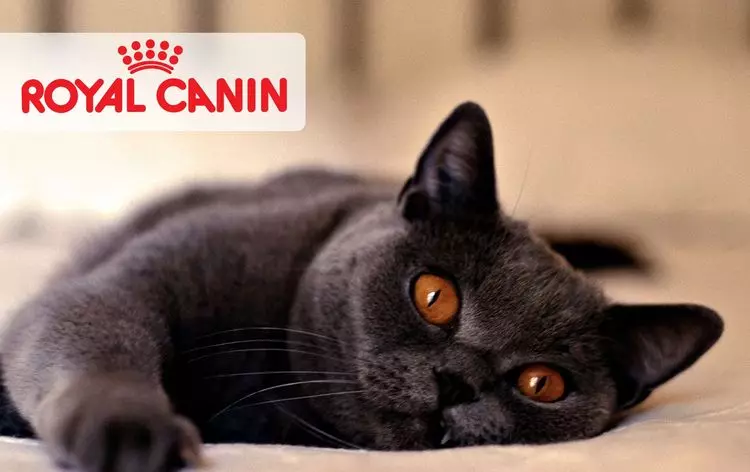 Kat en voer royal canin