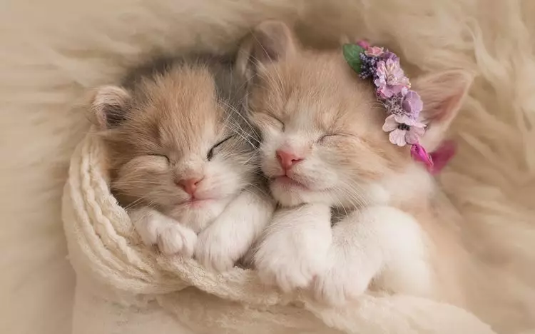Berapa banyak anak kucing yang dilahirkan kucing untuk pertama kalinya | kelahiran pertama