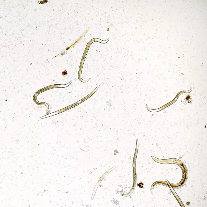 Nematodes - ကြောင်များတွင်ကပ်ပါးကောင်များ