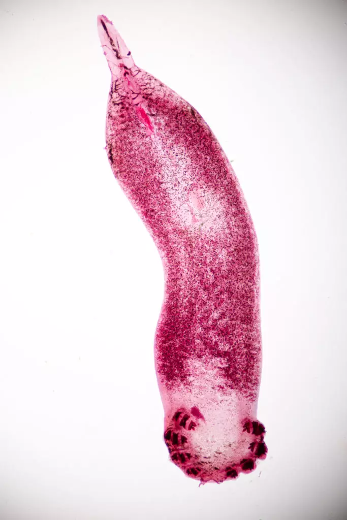 It-trematodi huma parassiti fil-qtates